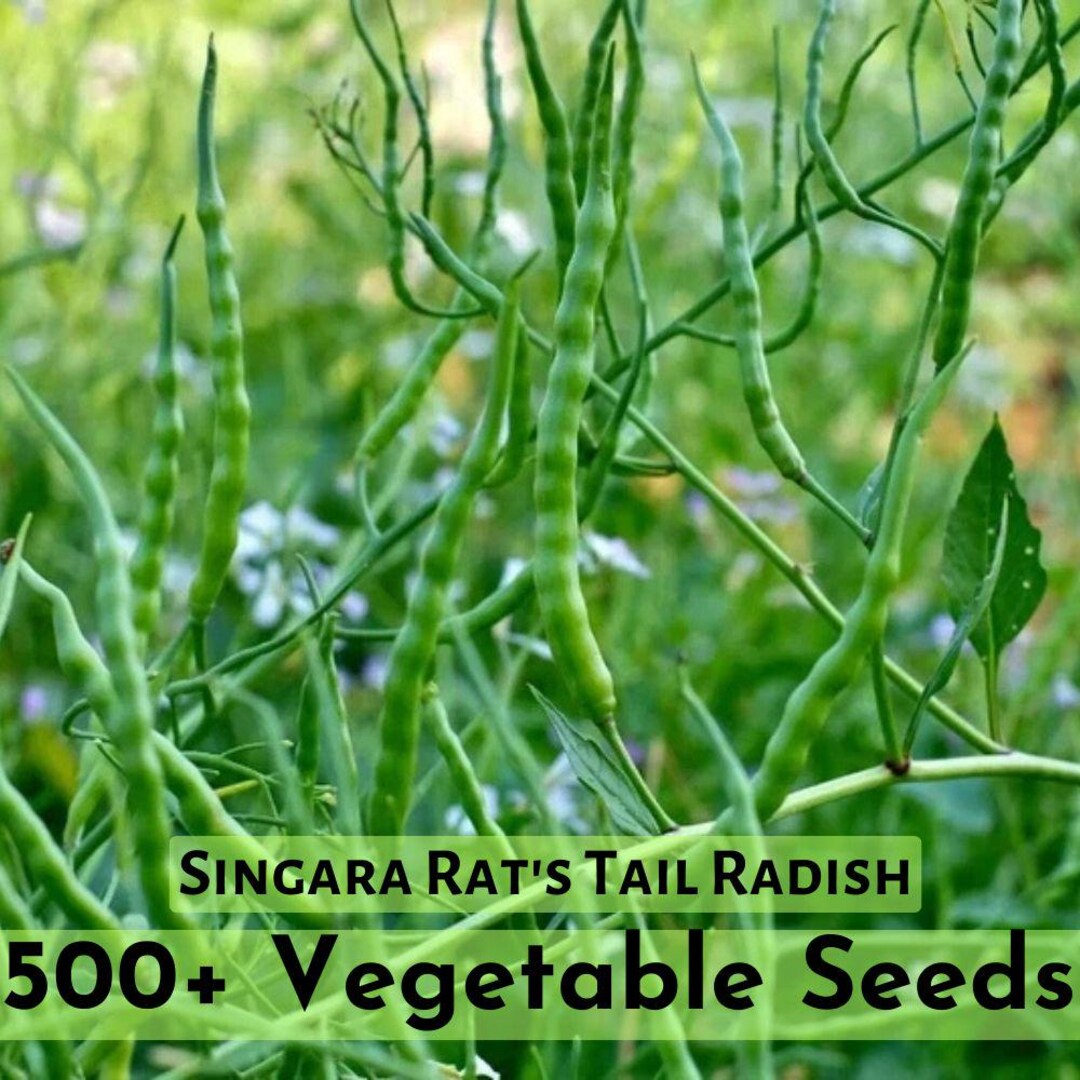 500+ Singara Rat's Tail Radish Seeds for Garden Planting | Edible Pods ...