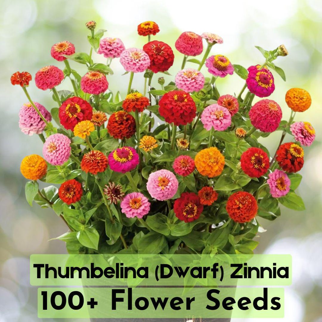 100+ Thumbelina Dwarf Zinnia Seeds | Compact Mini Zinnia Mix | Easy ...