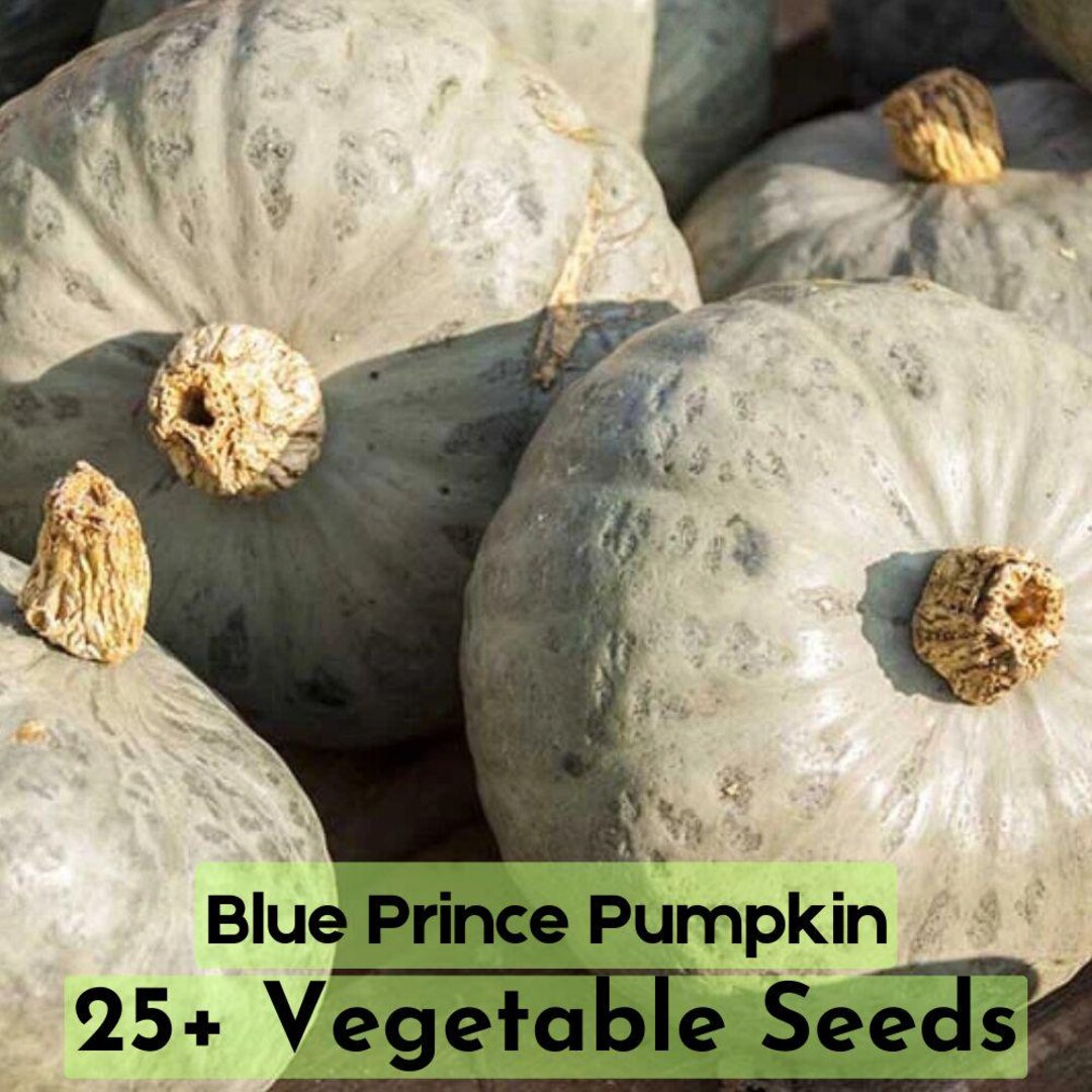 25+ Blue Prince Pumpkin Seeds | Slate-blue Heirloom Pumpkins for Garden ...