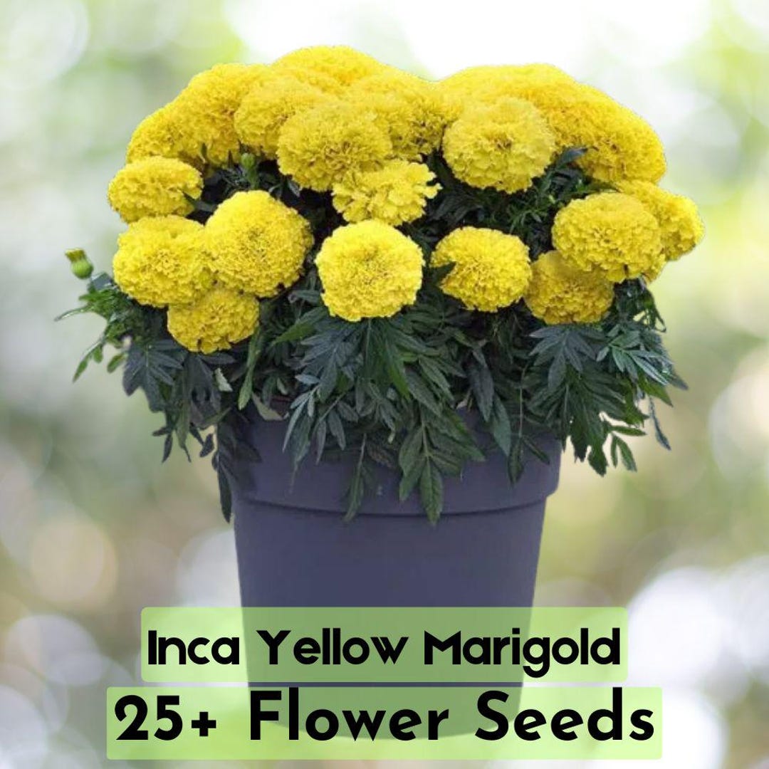 25+ Inca Yellow Marigold Seeds | Large Bloom African Marigold | Bright ...