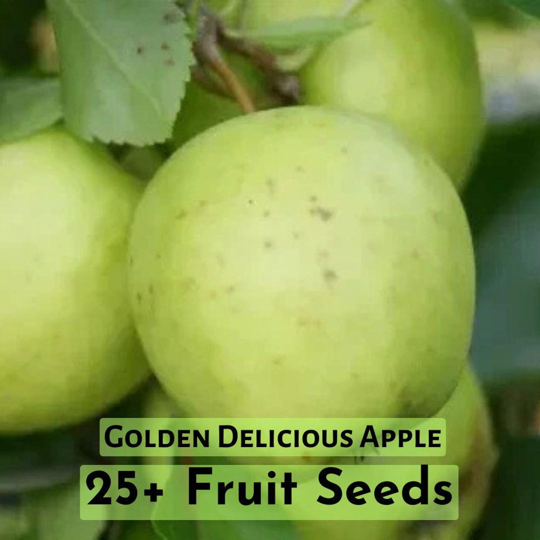 25+ Golden Delicious Apple Seeds | Sweet Crisp Apple | Heirloom Fruit ...