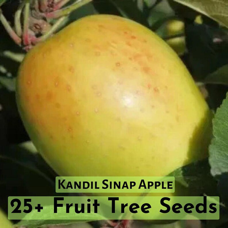 25+ Kandil Sinap Apple Seeds | Heirloom Apple Seeds | Grow Unique Apple ...