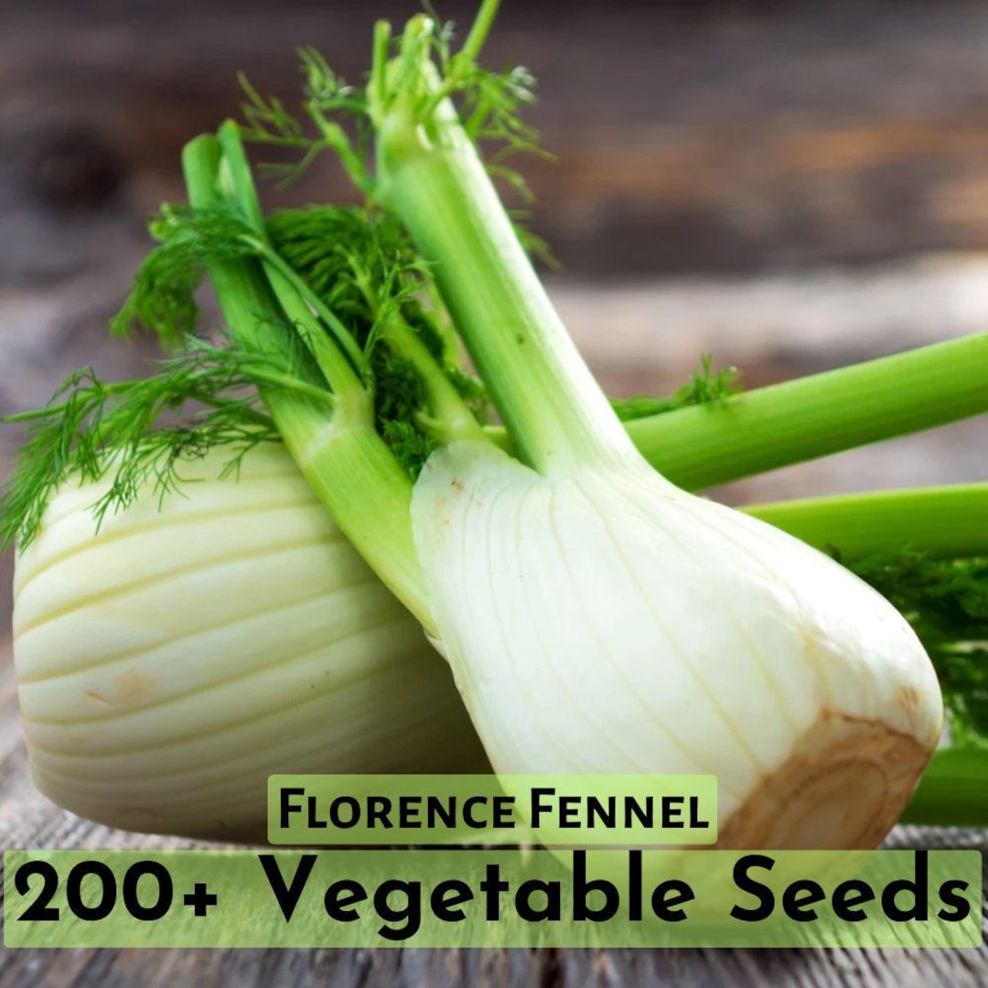 200+ Florence Fennel Seeds for Garden Planting | Finocchio Bulb Fennel ...