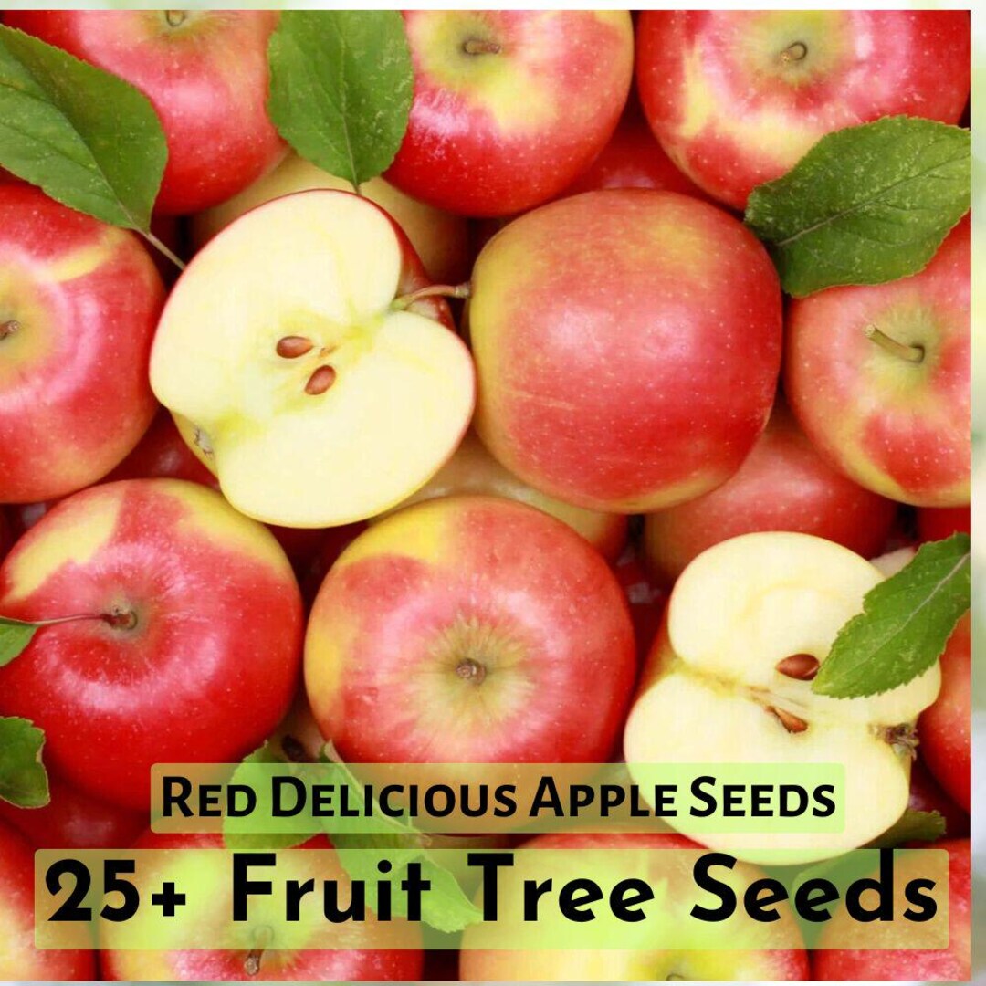 25+ Red Apple Seeds | Sweet Apple Tree Seeds for Home Garden | Cold ...