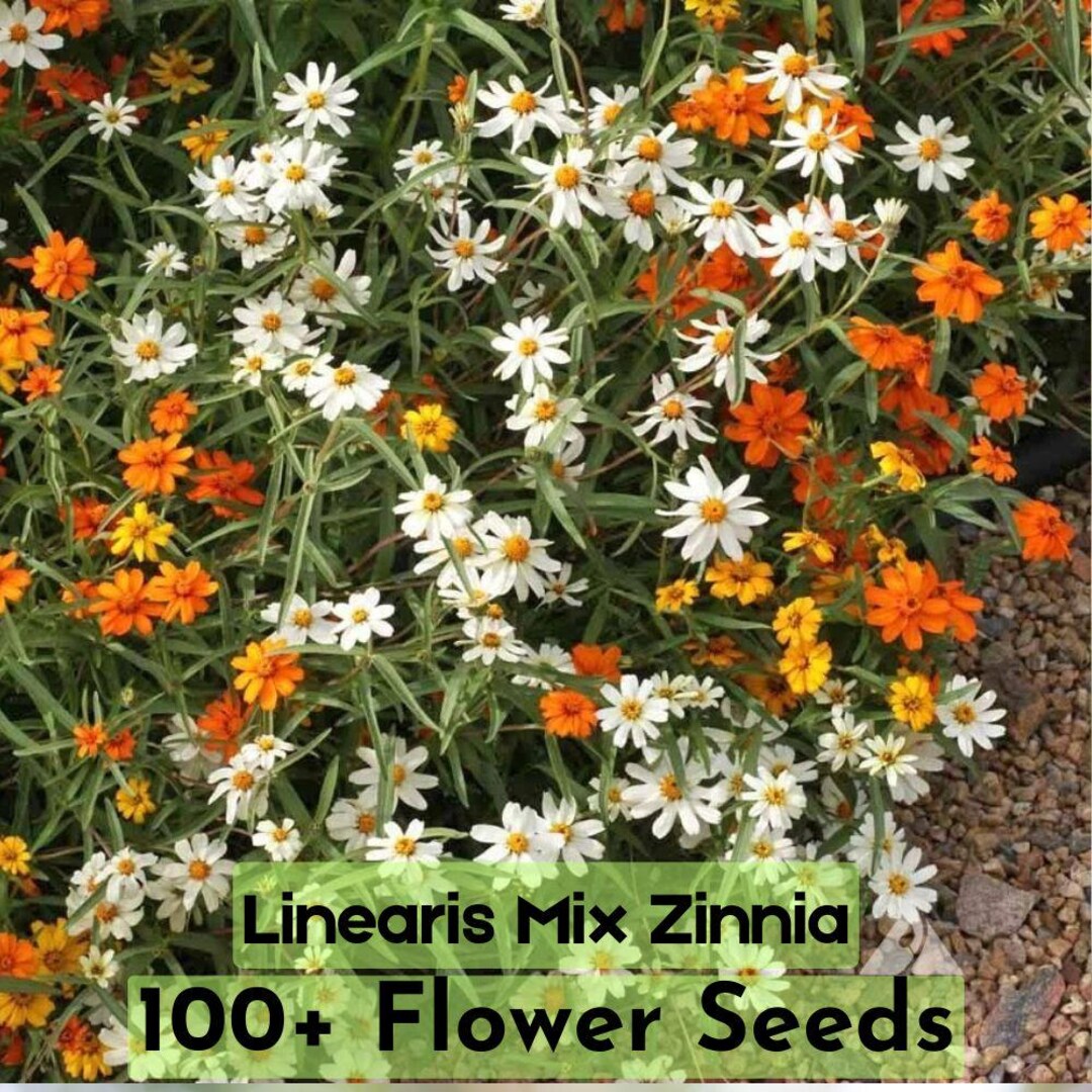 100+ Linearis Mix Zinnia Seeds | Narrow-leaf Zinnias | Heat-loving ...
