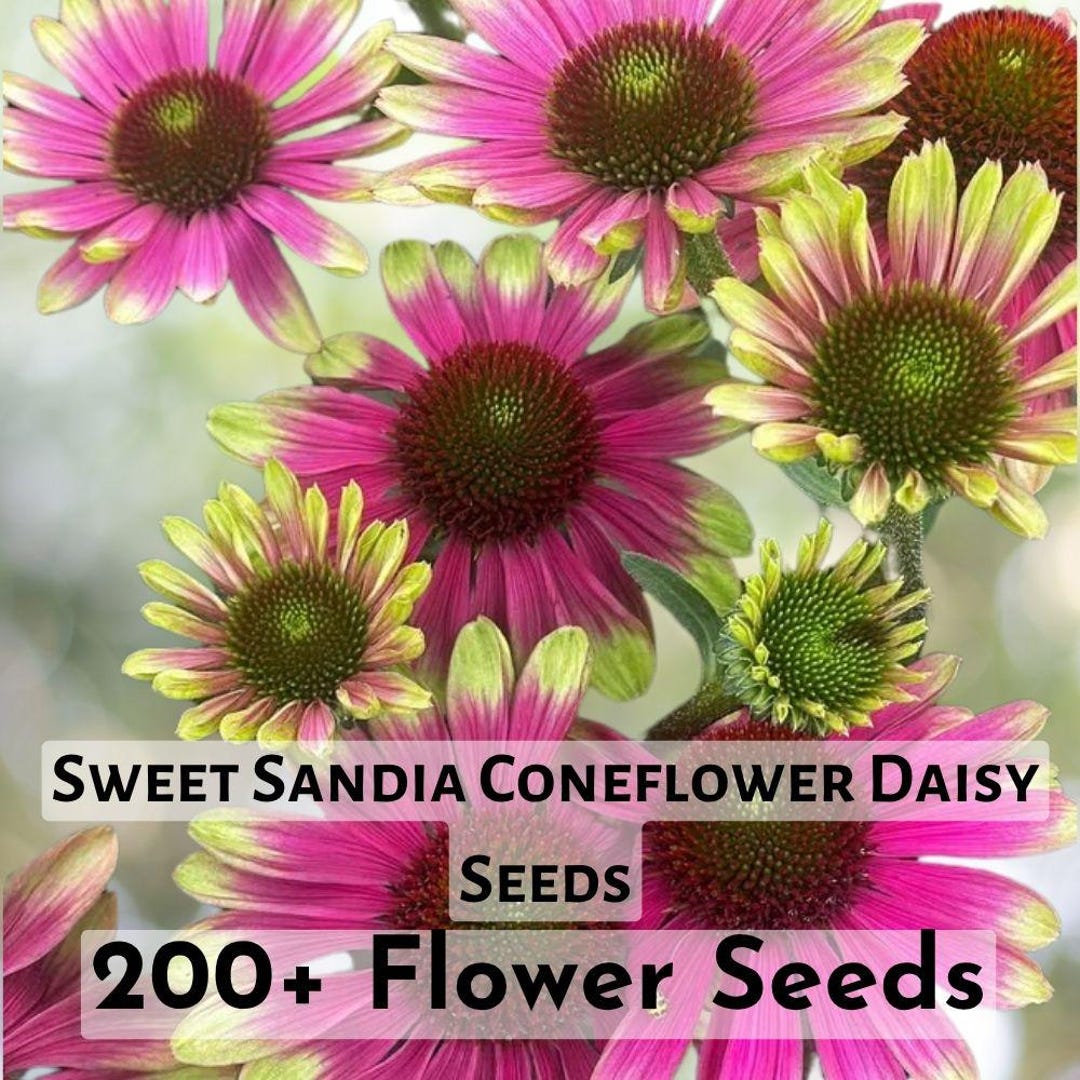 200+ Sweet Sandia Coneflower Daisy Seeds | Vibrant, Long-lasting ...