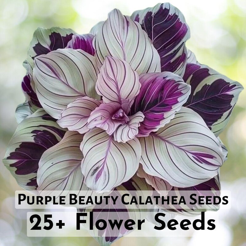 Purple Hosta Plant - Etsy