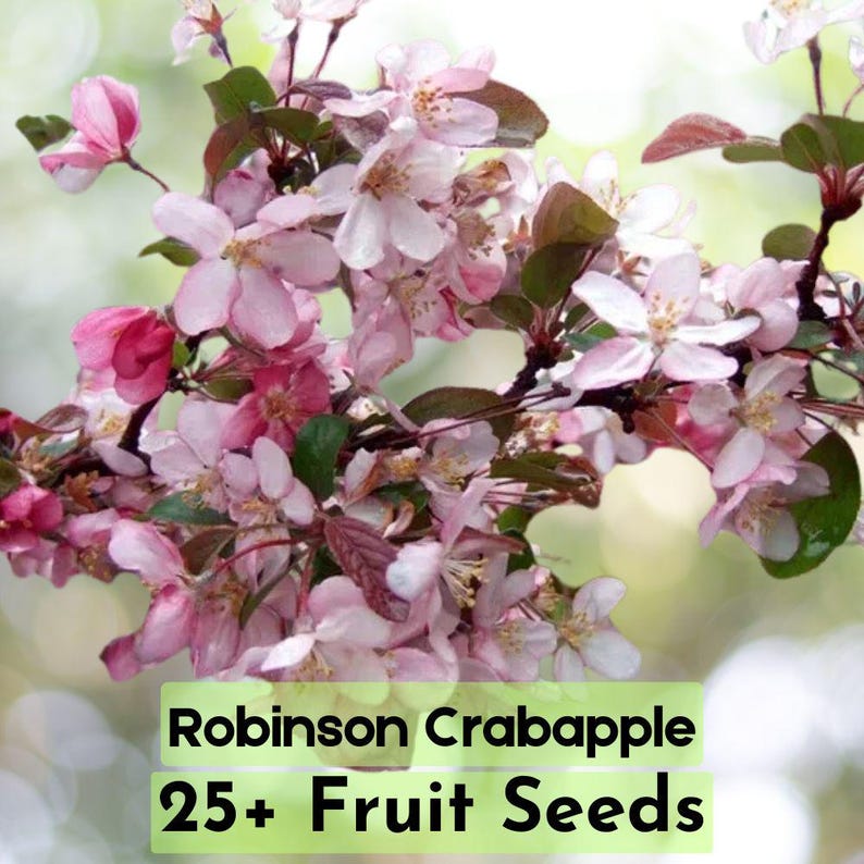 25+ Robinson Crabapple Seeds | Malus ‘robinson’ | Pink-flowering ...