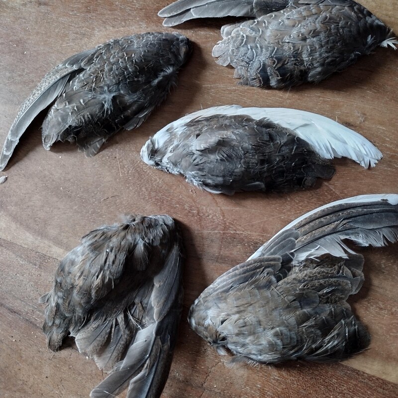 Quail for Cats - Etsy