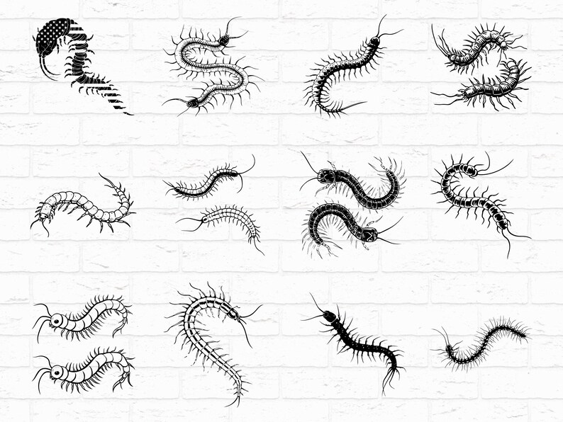 Centipedes SVG PNG Bundle, Insect Silhouette Clipart, Creepy Bug Cricut ...
