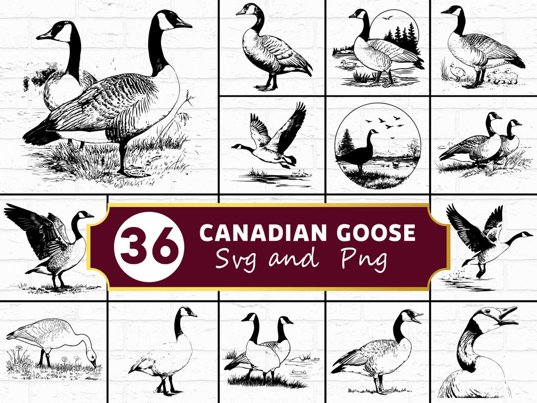 Canada Goose SVG Bundle, Flying Geese Silhouette PNG, Waterfowl ...