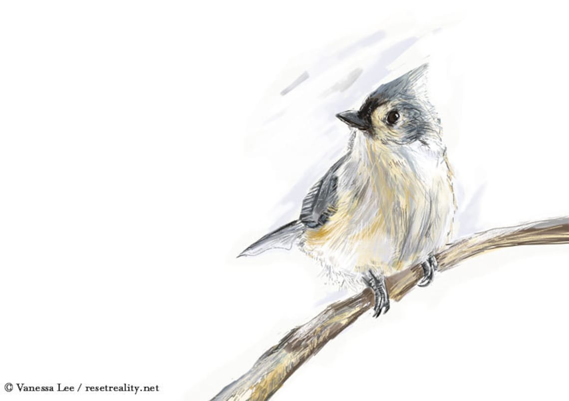 Tufted Titmouse Illustration Cute Bird Drawing Wildlife - Etsy
