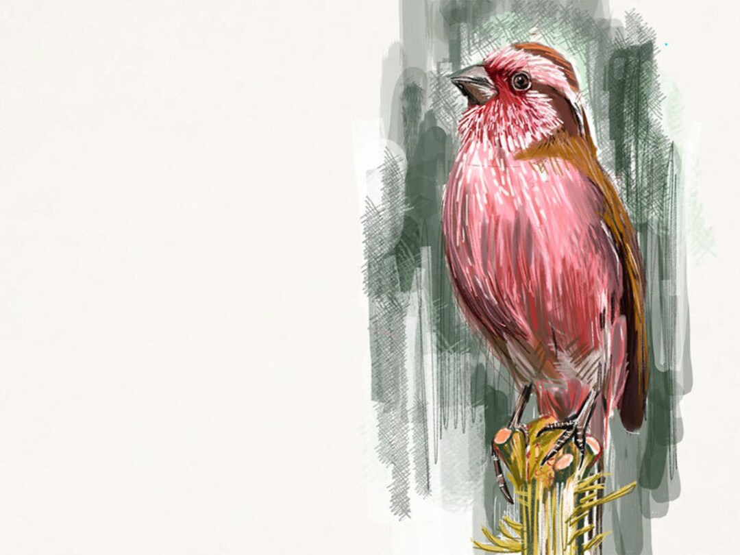 Chinese Rosefinch Print, Wildlife Illustration, Cute Bird Drawing ...