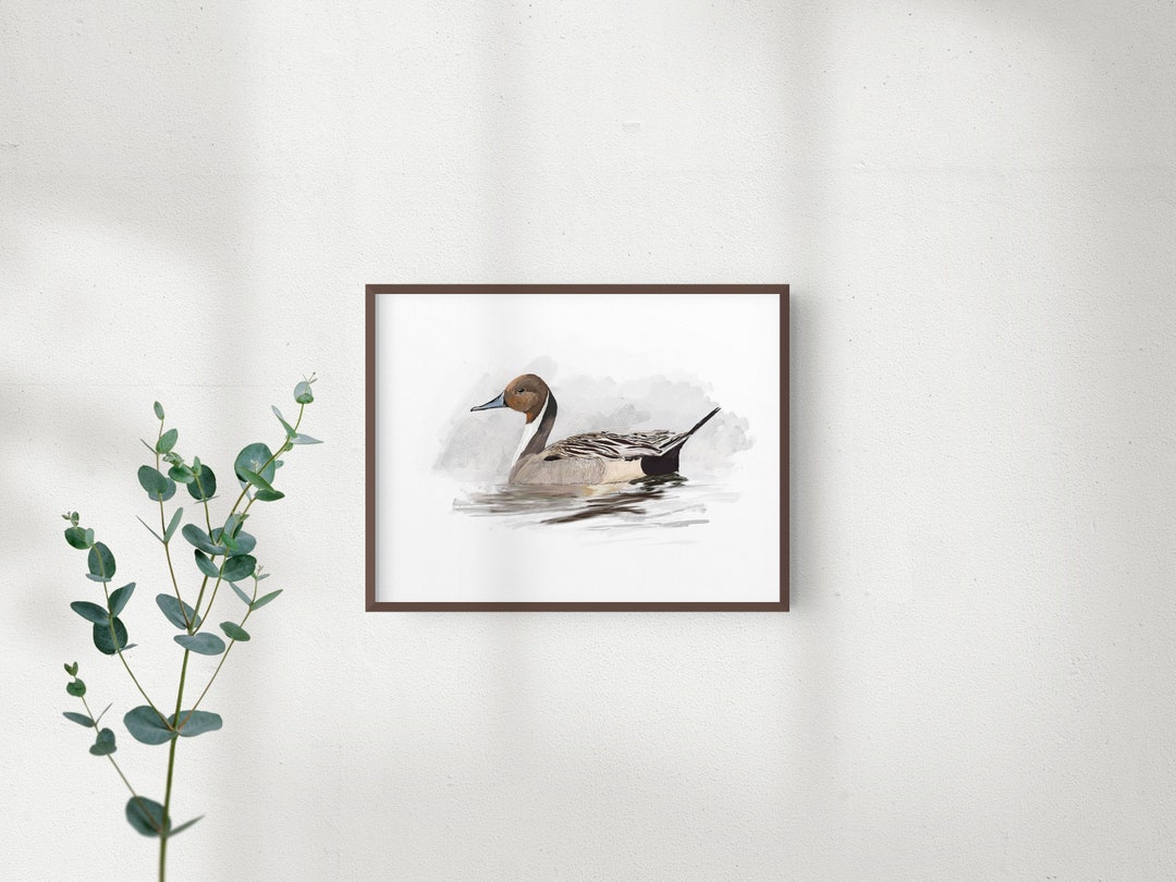 Northern Pintail Art Print, Duck Illustration, Digital Bird Drawing ...
