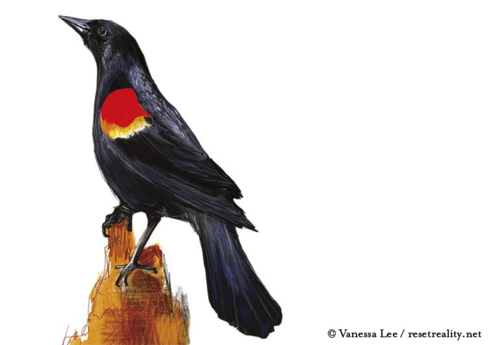 Red Winged Blackbird Print, Wildlife Illustration, Digital Bird Drawing ...