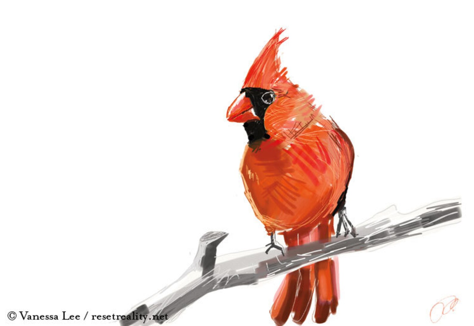 Northern Cardinal Print, Bird Illustration, Digital Drawing, Animal ...