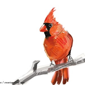 Northern Cardinal Print Bird Illustration Digital Drawing | Etsy