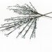 2 Silver Pip Berry Picks - Artificial Flowers, Pip Berry Spray ...