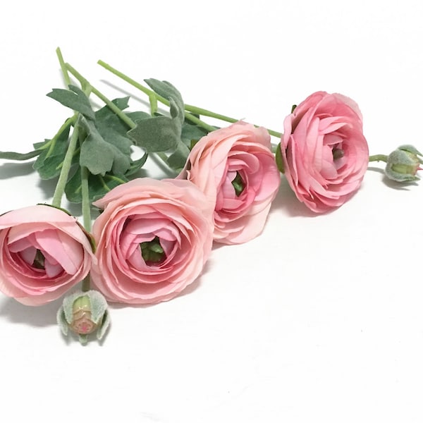 Pink Ranunculus - Etsy