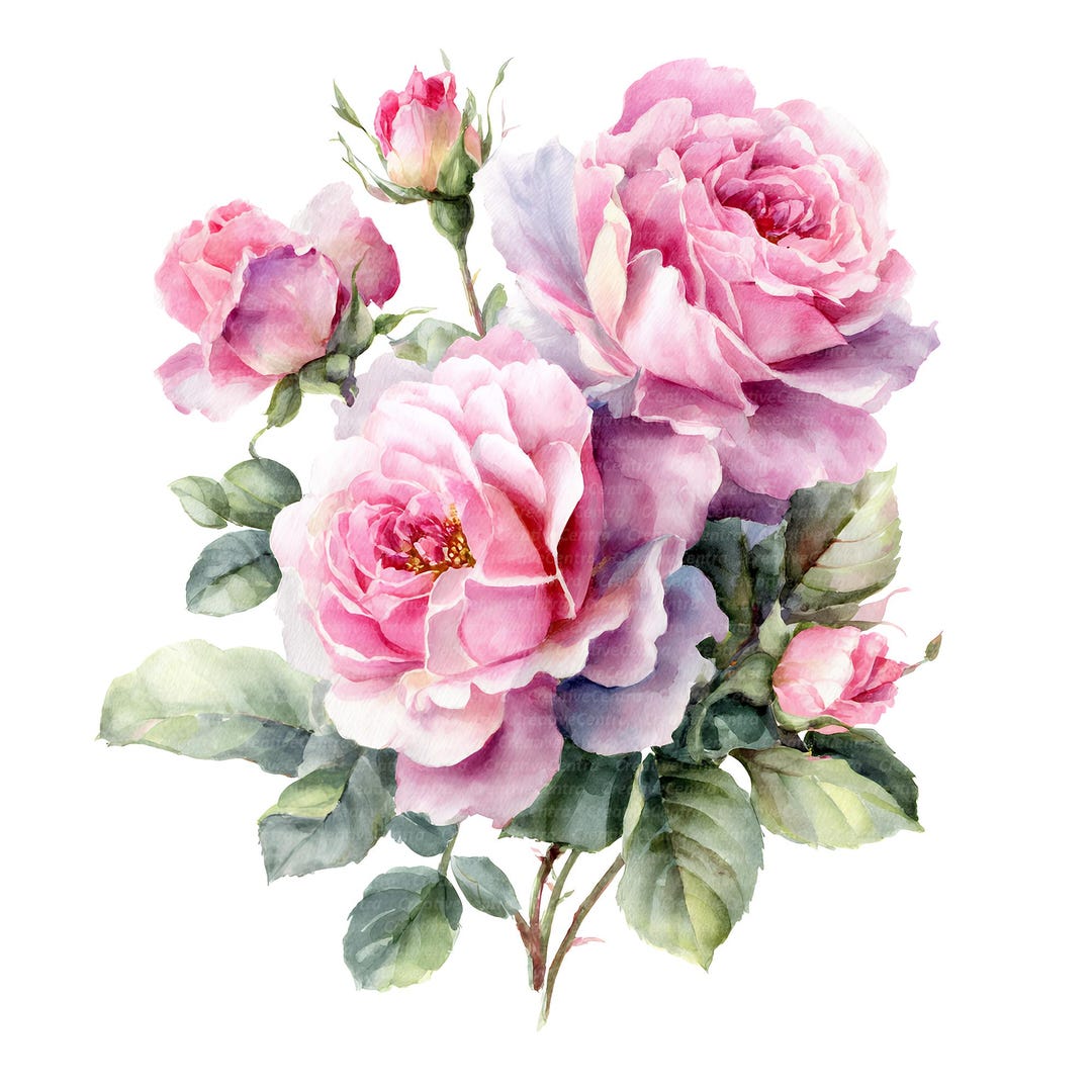 Watercolor Pink Rose Clipart Set: Floral Bouquets (digital Download ...