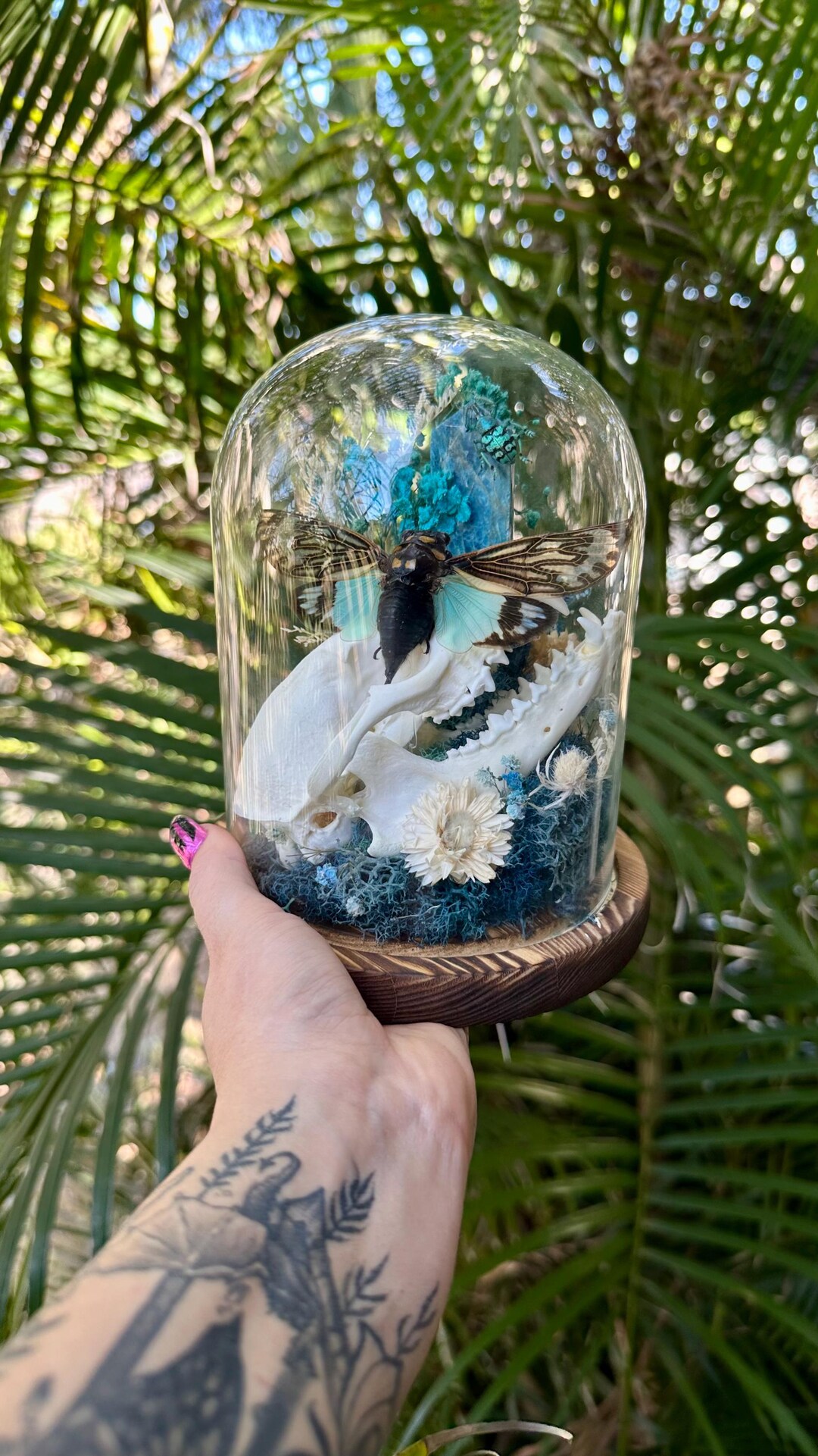 Fox Skull/ Cicada/ Oddity Display/ Oddity Dome - Etsy