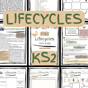 KS2 Life Cycles Worksheets | Plant & Animal Lifecycle Activities ...