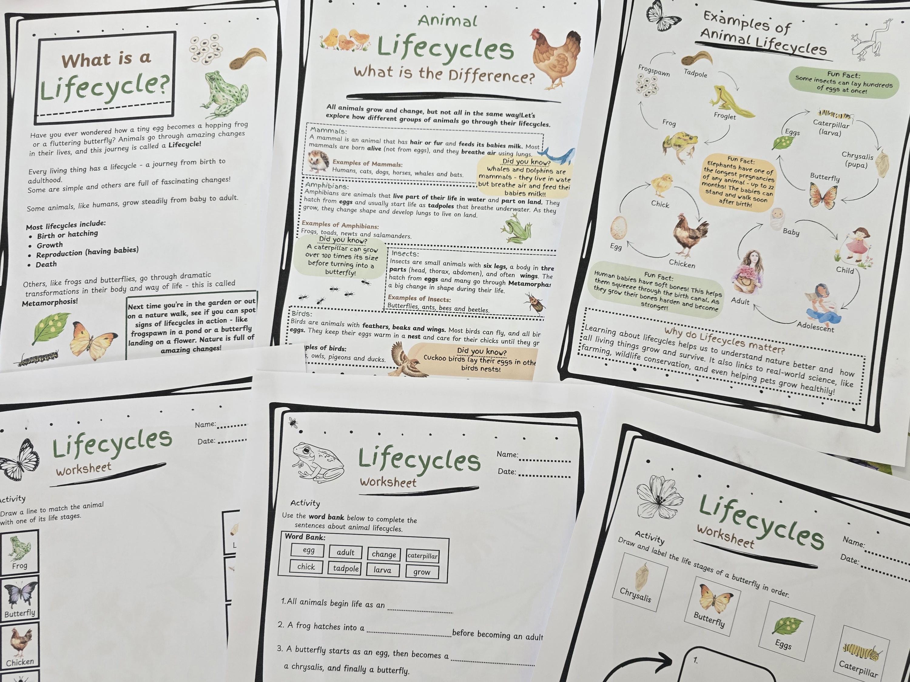 KS2 Life Cycles Worksheets | Plant & Animal Lifecycle Activities ...