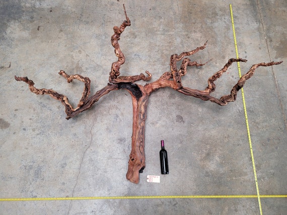 Grape Tree Branch