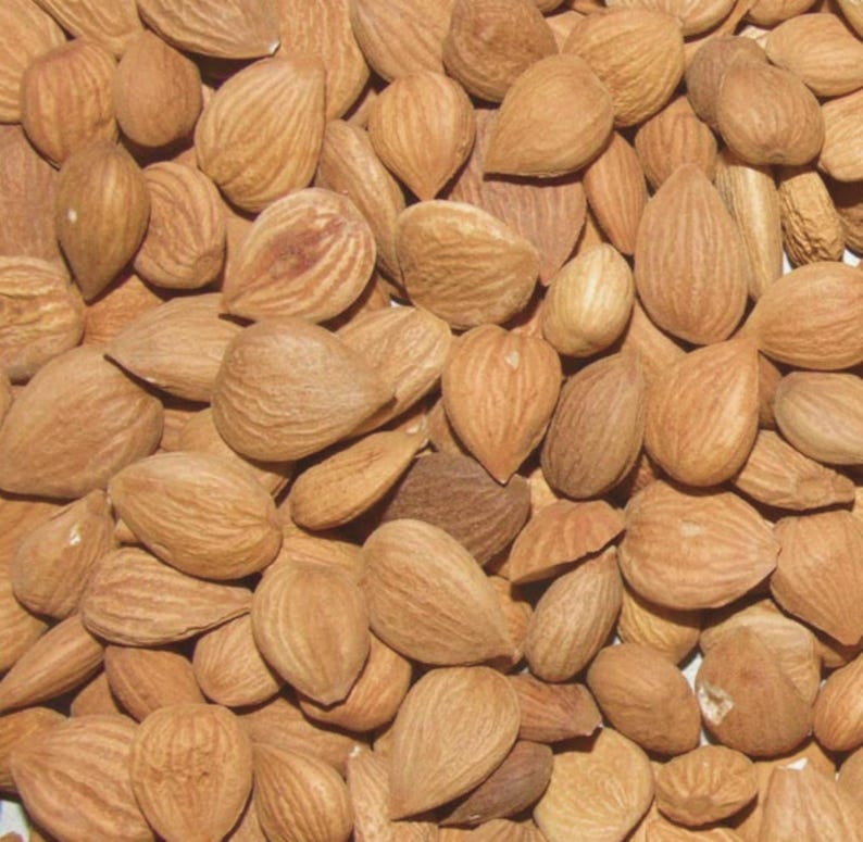 Raw Bitter Apricot Kernel Seeds | Wild-harvested | Non-gmo | Pesticide ...