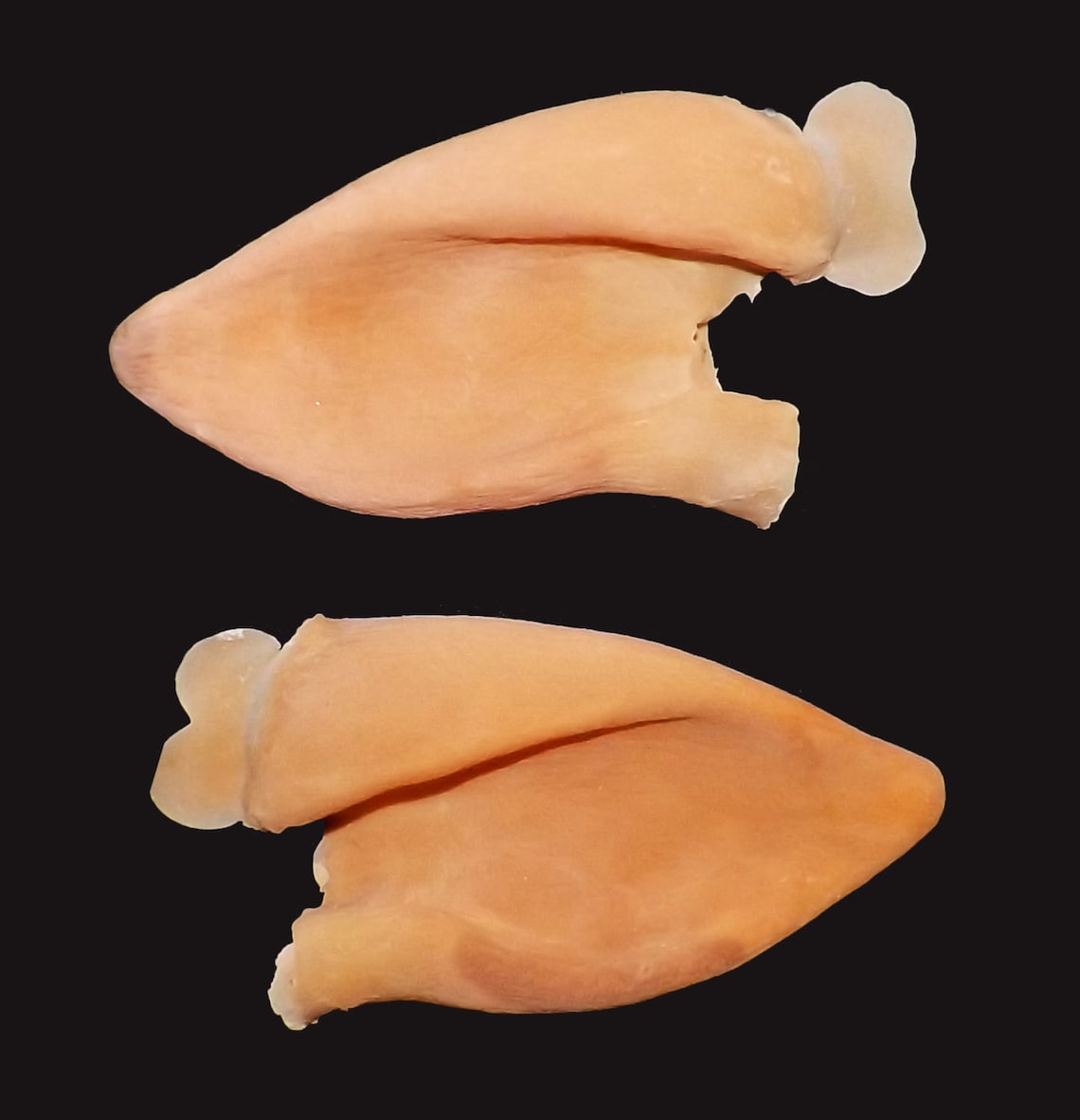 Satyr Faun Gelfling Fairy Elf Cosplay LARP Halloween Latex Pointed Ears ...