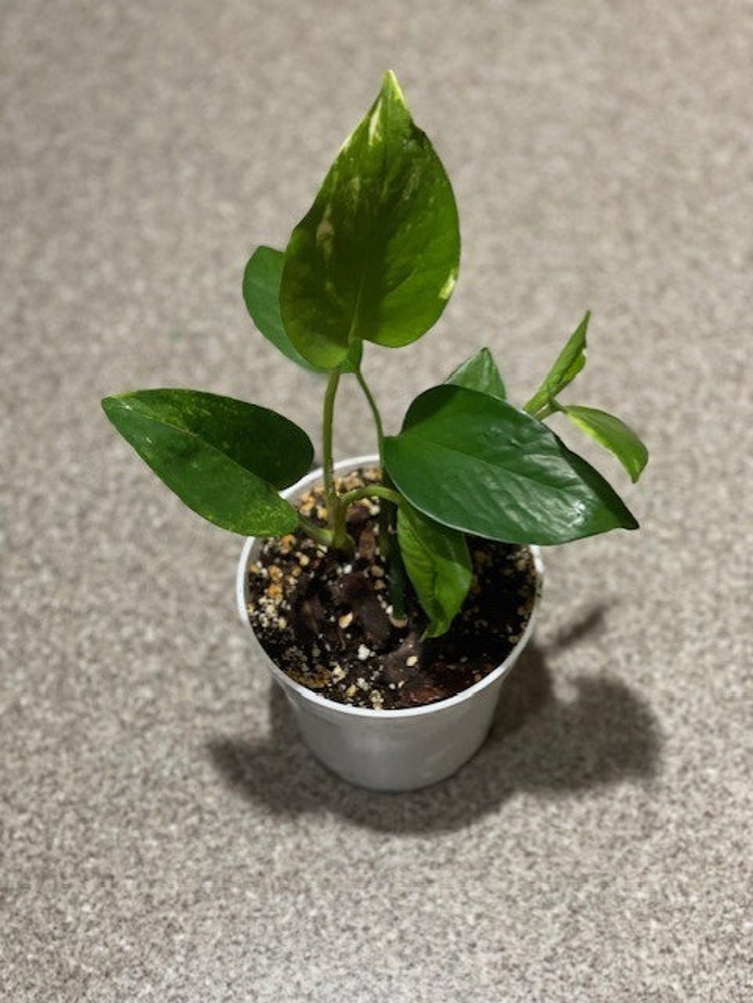 Golden Pathos in 4" Growers Pot - Etsy