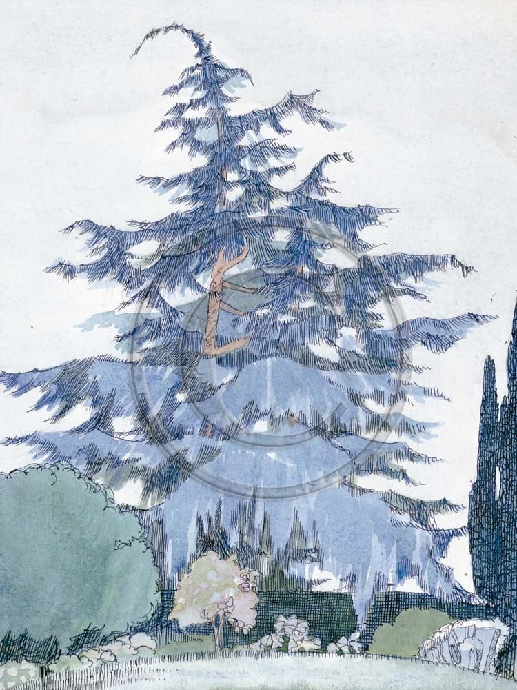 Larch, Tree, Evergreen, Vintage, 1920s, Art Print - Etsy