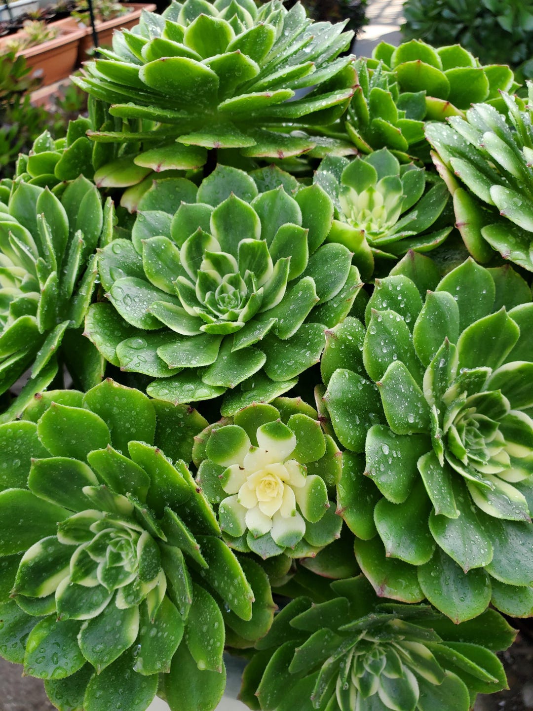 Aeonium Elizabeth Variegated Cutting Succulent , Rare Import - Etsy