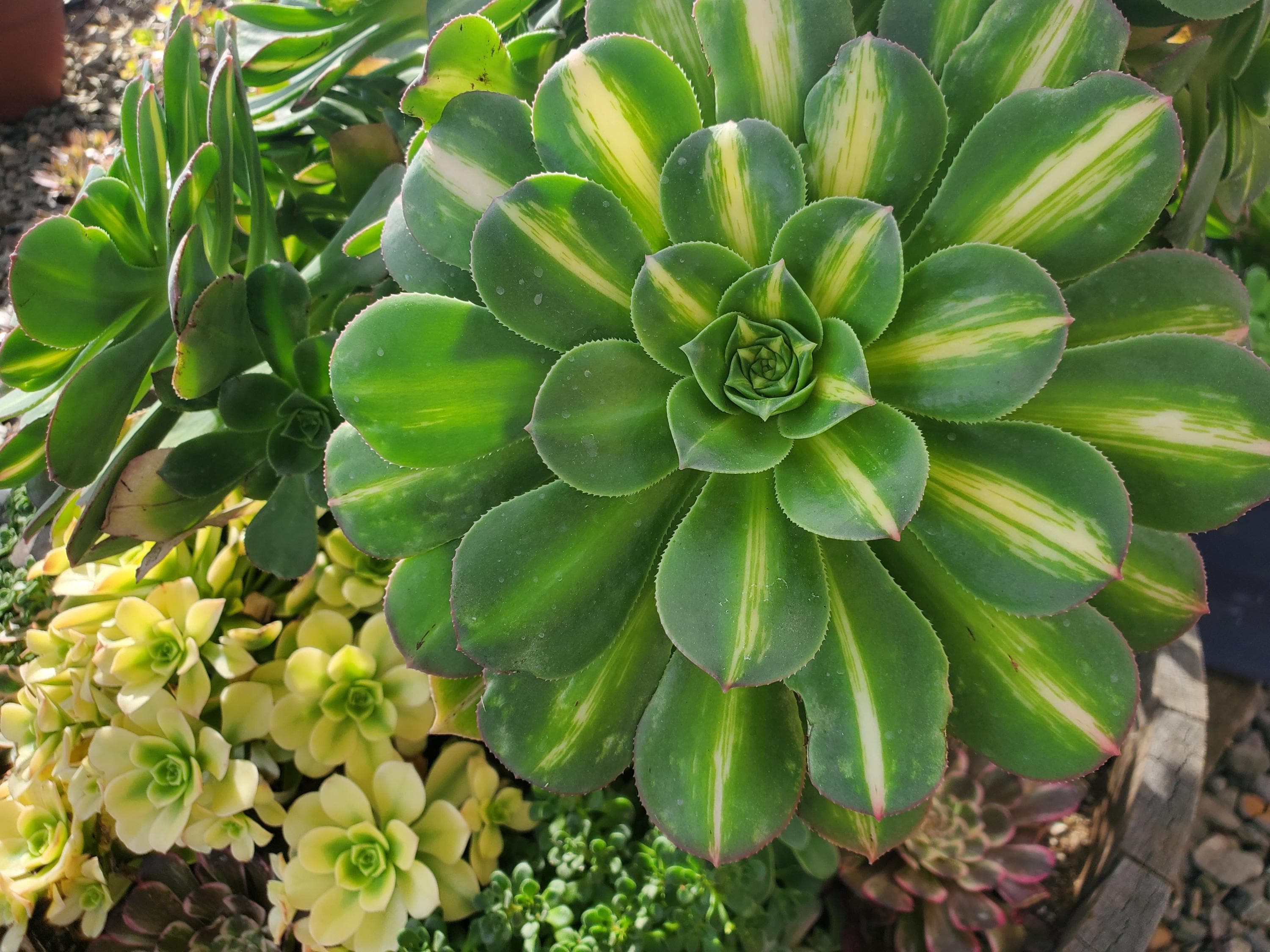 Aeonium Moonburst Live Succulent: Rare Variegated Rosette - Etsy