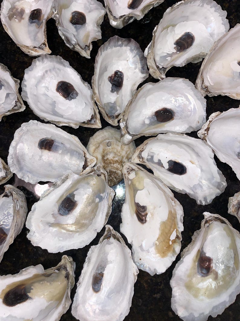 Large Oyster Shells for Crafts – 3 Inches and up – Any Quantity ...