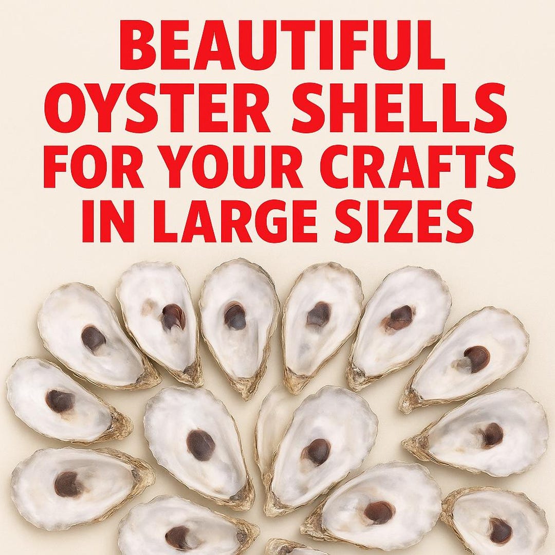 Large Oyster Shells for Crafts – 3 Inches and up – Any Quantity ...