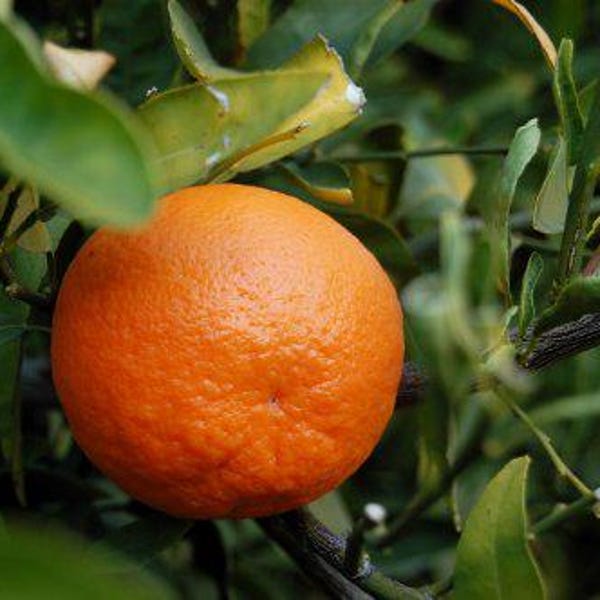 Tangerine Bag - Etsy