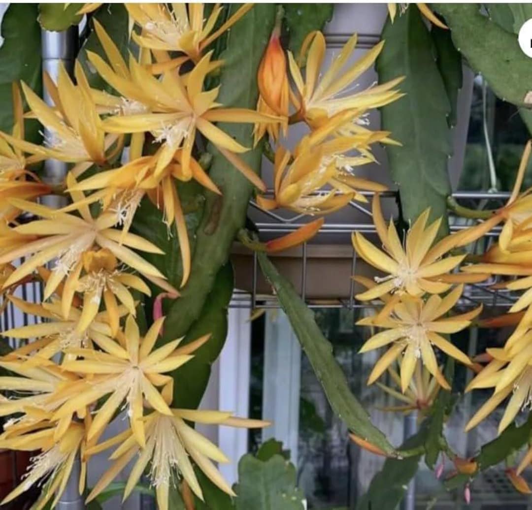 2 X Orchid Cactus Epiphyllum Golden Charm Gold Yellow Flower Unrooted ...