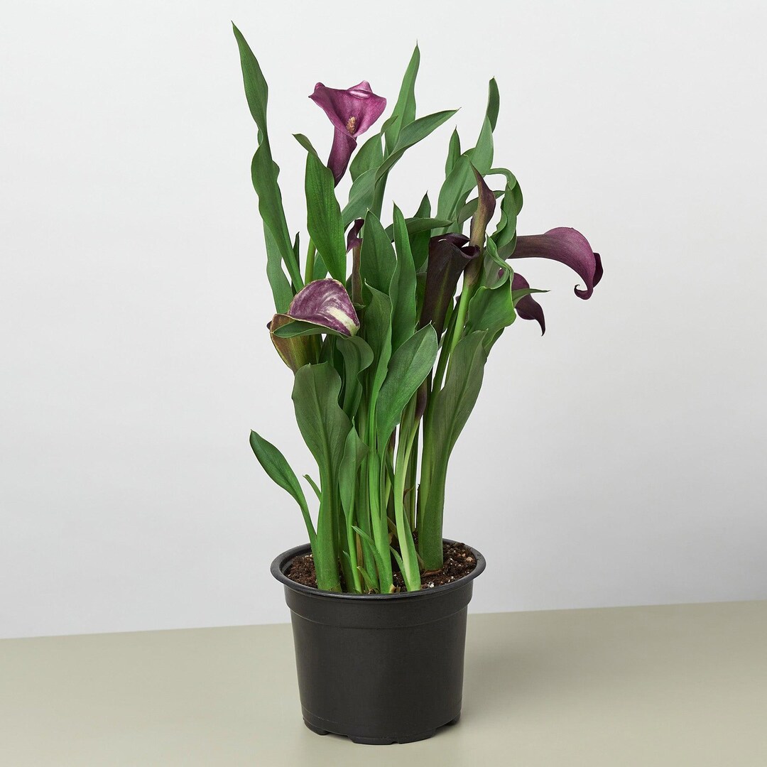 Calla Lily - Colorful Callas: Versatile Indoor & Outdoor Flowering ...