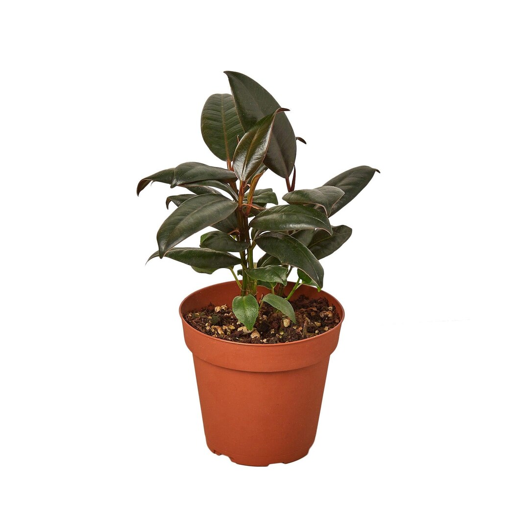 Ficus Elastica 'burgundy' - Burgundy Bliss: Stunning Dark-leafed Indoor ...