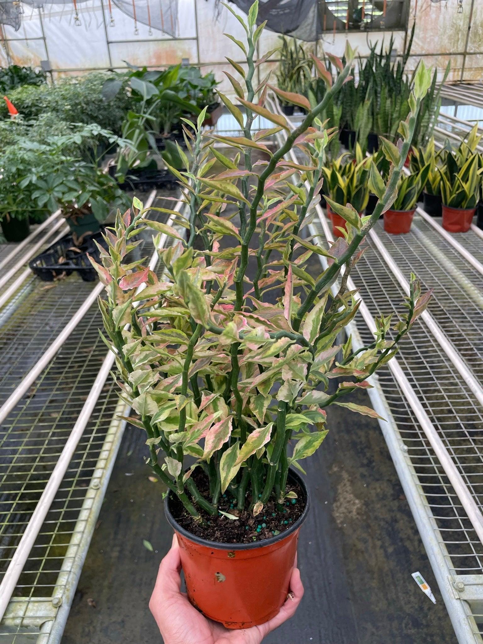 Variegated Devil's Backbone Euphorbia - Zigzag Zest: Striking Succulent ...