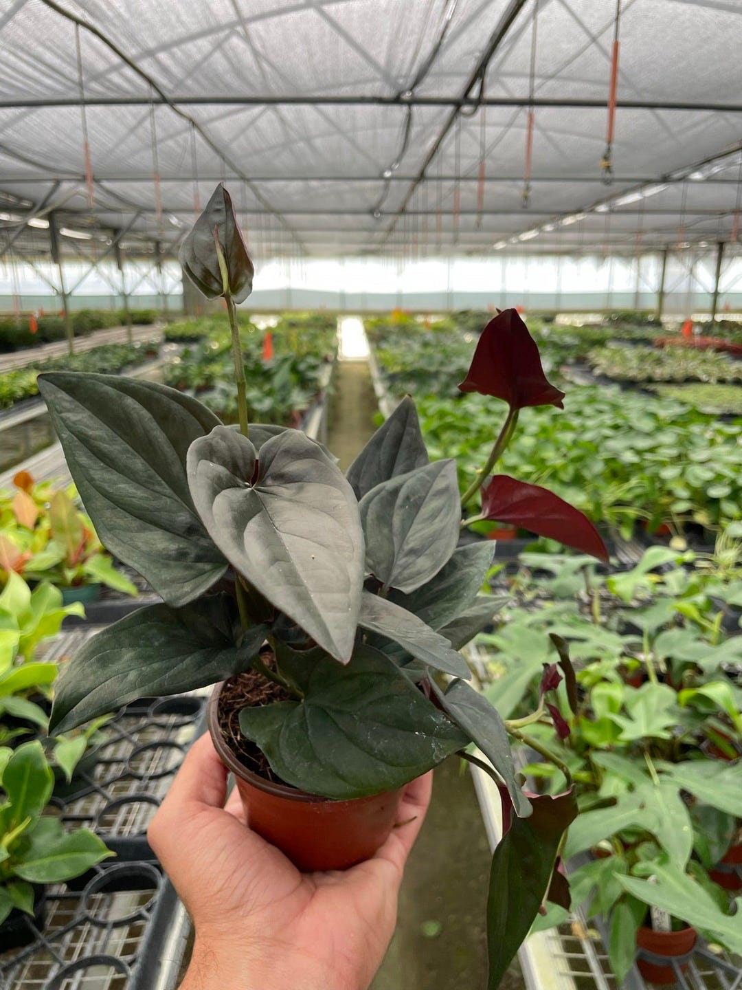 Syngonium 'red Arrow' - Arrow Dynamic Delight: Eye-catching Houseplant ...