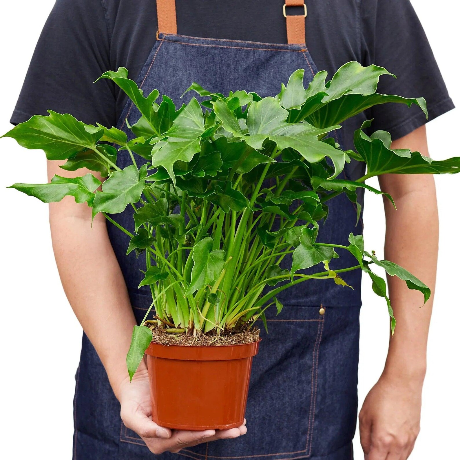 Philodendron ‘little Hope’ - Tiny Jungle: Upright Growing, Glossy Split ...
