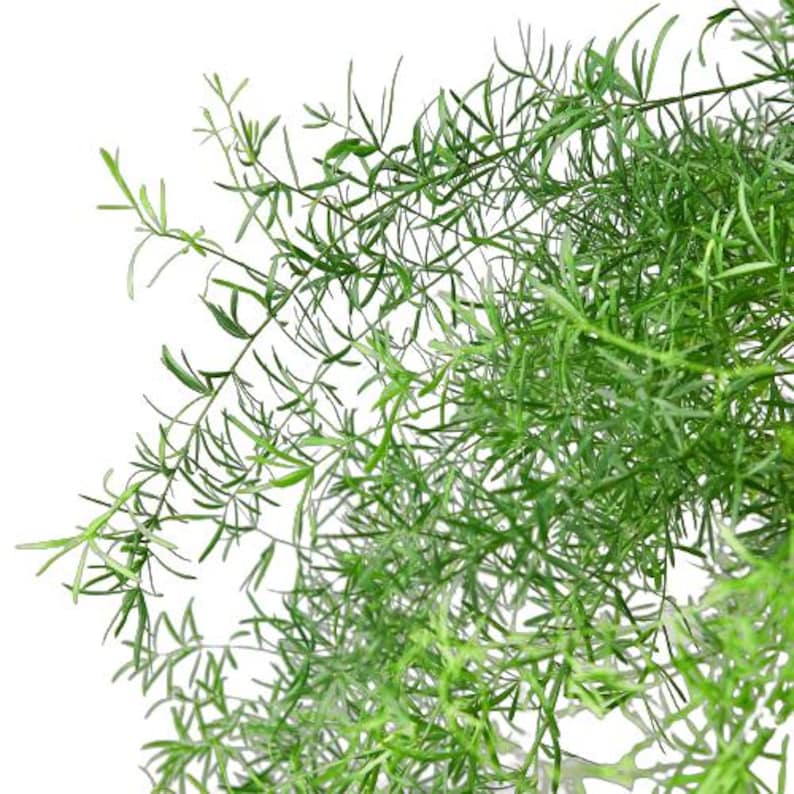 Fern 'sprengeri' - Green Chaos: Lively Ornamental Asparagus Fern - Etsy