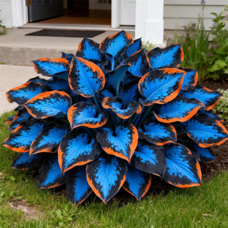Blue Inferno Hosta Seeds – Rare Electric Blue Orange Perennial Plant ...