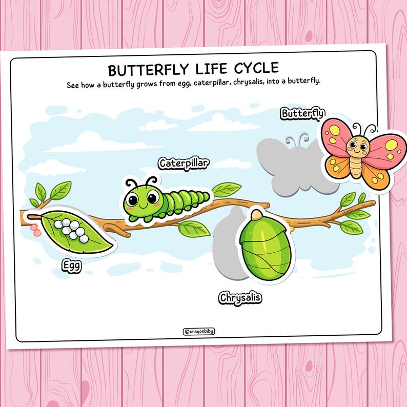 Life Cycle Printable Bundle | Frog, Butterfly, Chicken, Sunflower ...