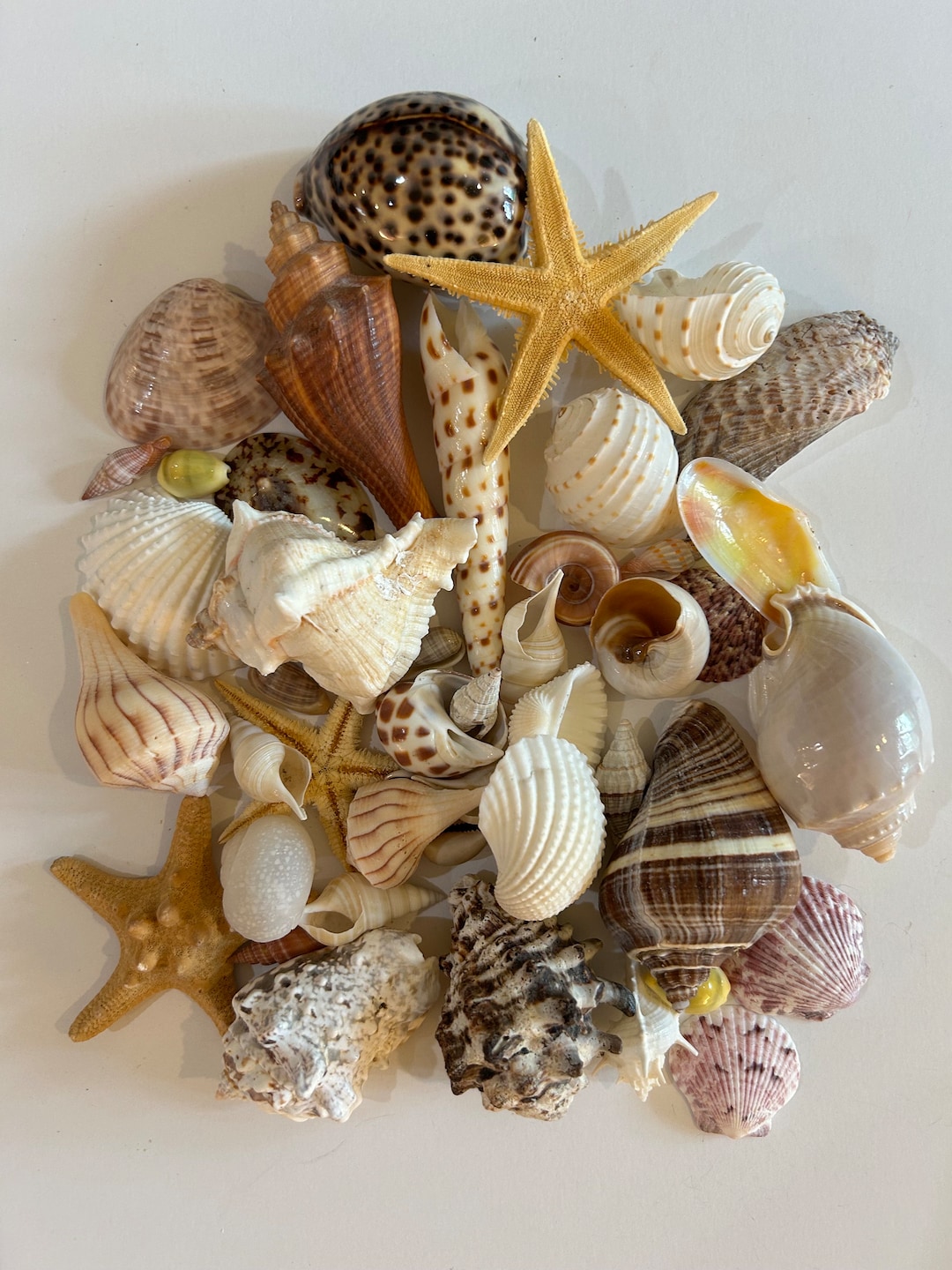 Sea Shell Collection Cowrie Murex Clam Olive Turkey Moon Great ...