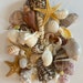 Sea Shell Collection Cowrie Murex Clam Olive Turkey Moon Great ...