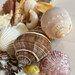 Sea Shell Collection Cowrie Murex Clam Olive Turkey Moon Great ...