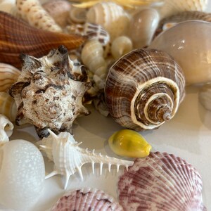 Sea Shell Collection Cowrie Murex Clam Olive Turkey Moon Great ...